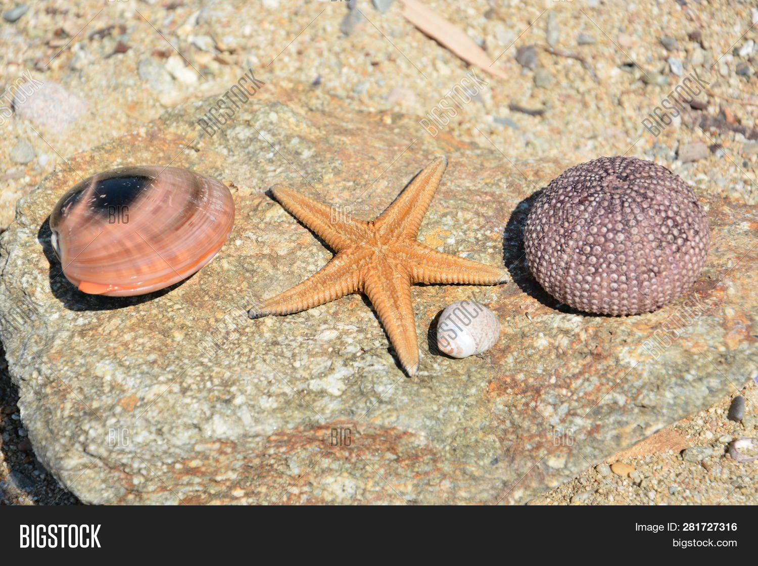 Sea Life. Starfish, Image & Photo (Free Trial) | Bigstock