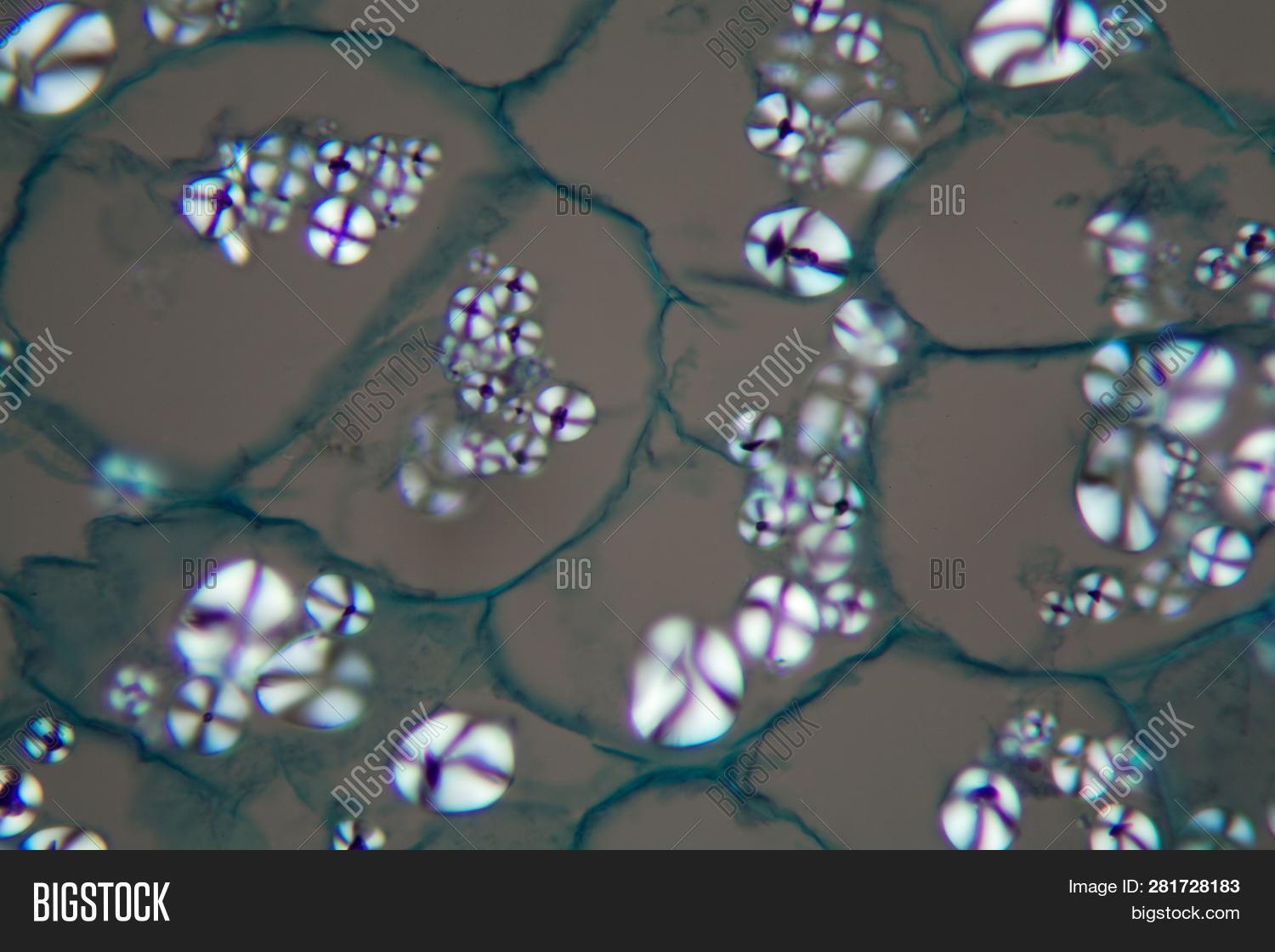 Potato Cells Starch Image & Photo (Free Trial) | Bigstock