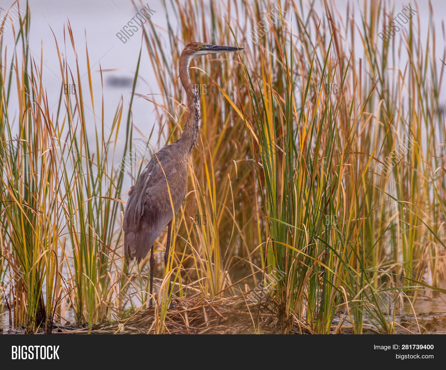Goliath Heron (ardea Image & Photo (Free Trial) | Bigstock