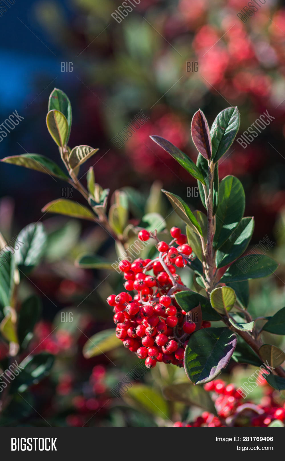 Crataegus Laevigata, Image & Photo (Free Trial) | Bigstock