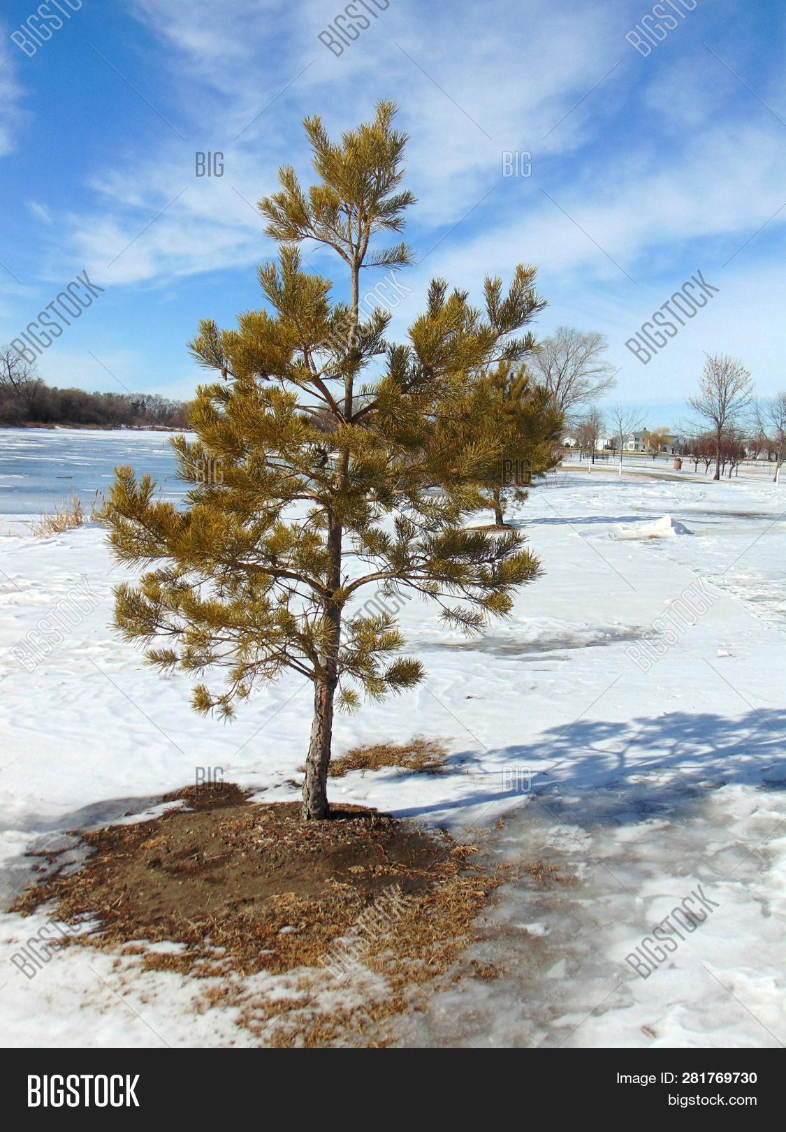 Lone Young Pine Image & Photo (Free Trial) | Bigstock