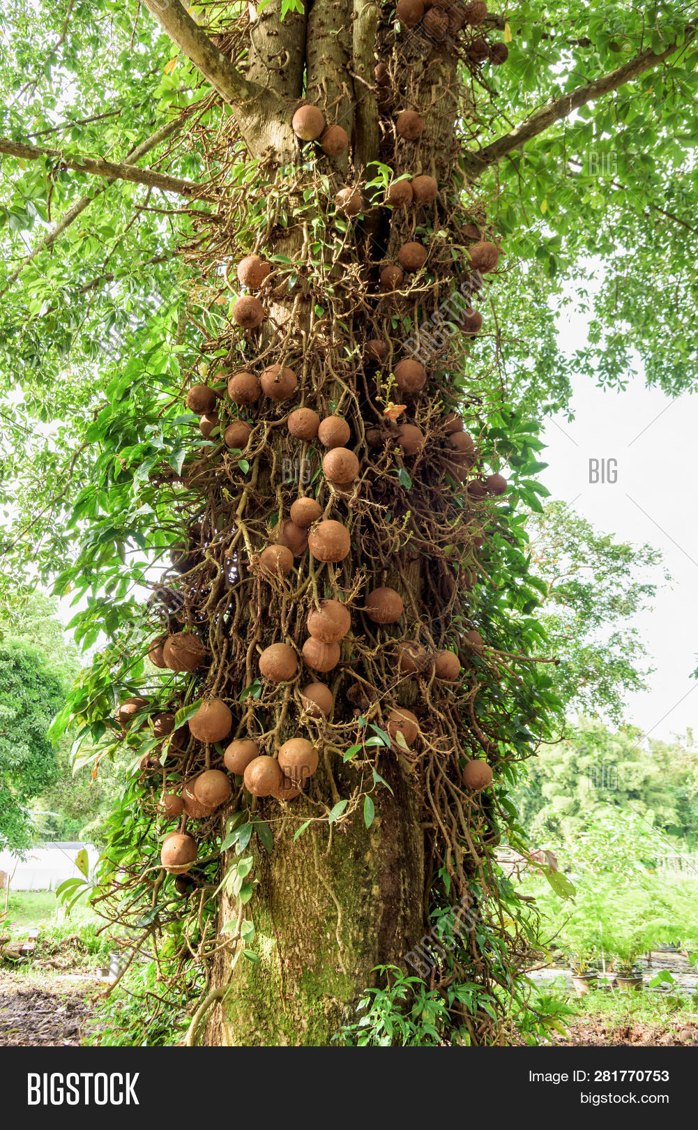 Shala Tree Sal Tree ( Image & Photo (Free Trial) | Bigstock