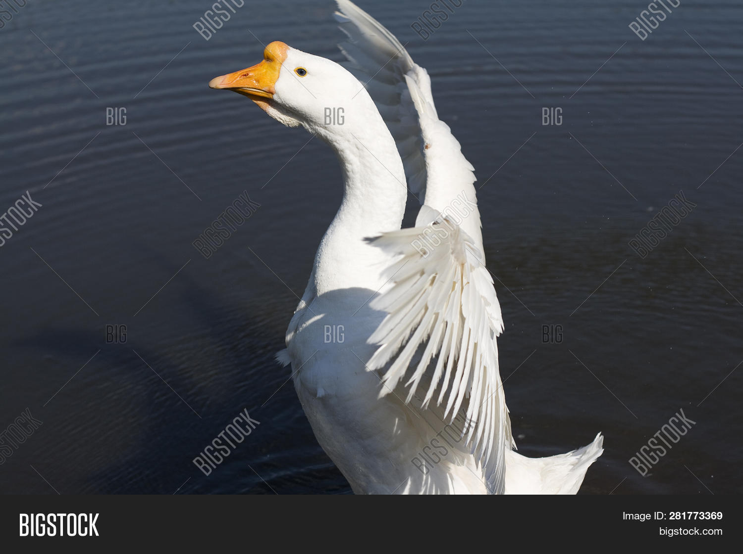 Imagen y foto Big White Goose (prueba gratis) | Bigstock