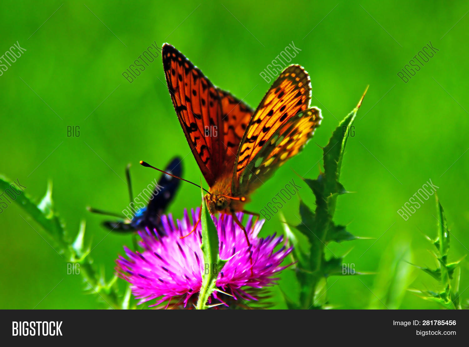 Nymphalidae Image & Photo (Free Trial) | Bigstock