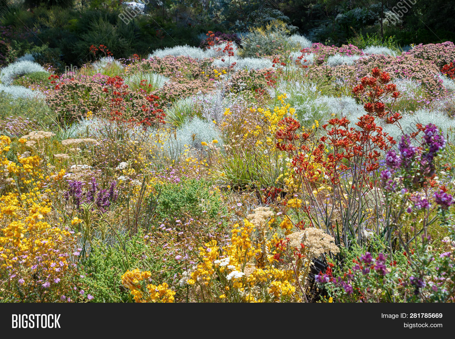 Flowers Many Colors Image & Photo (Free Trial) | Bigstock