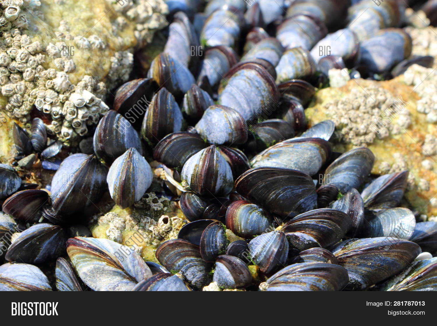 Wild Mussels Barnacles Image & Photo (Free Trial) | Bigstock