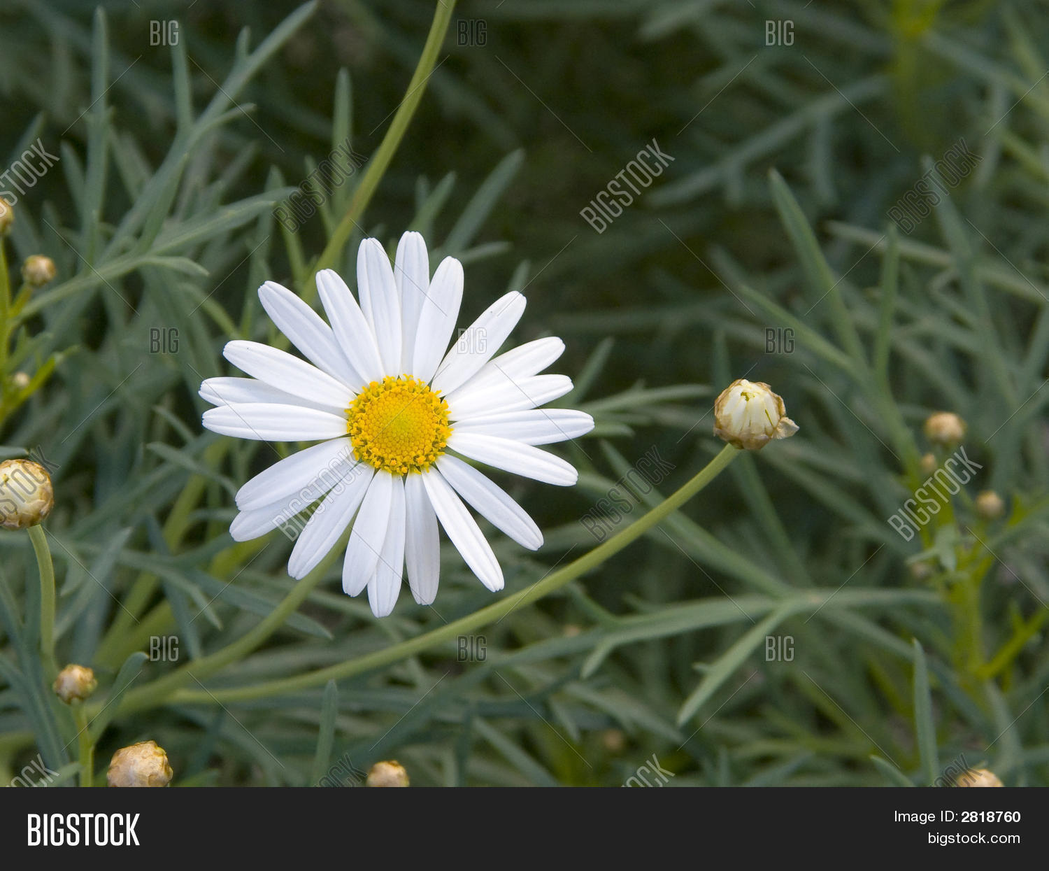Daisy Little Buds Image & Photo (Free Trial) | Bigstock