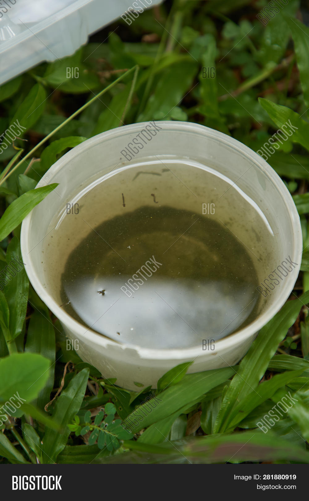 Stagnant Water In Containers