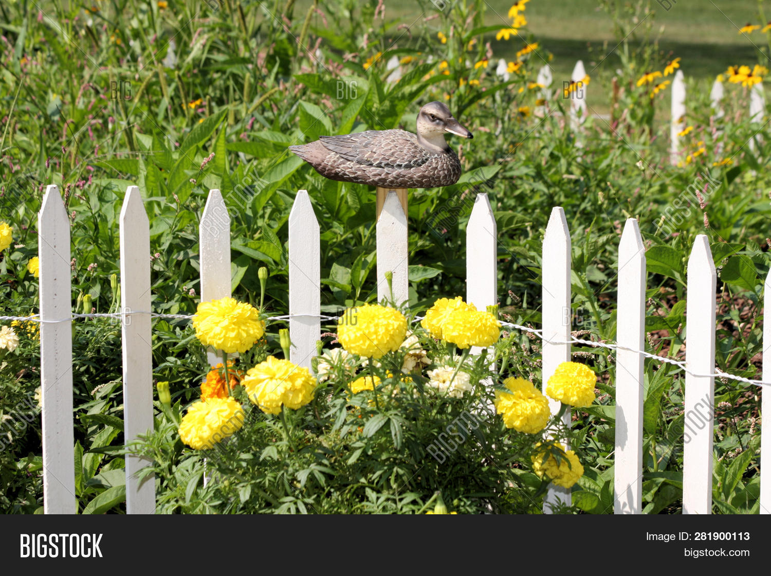 Duck Decoy Sitting On Image & Photo (Free Trial) | Bigstock