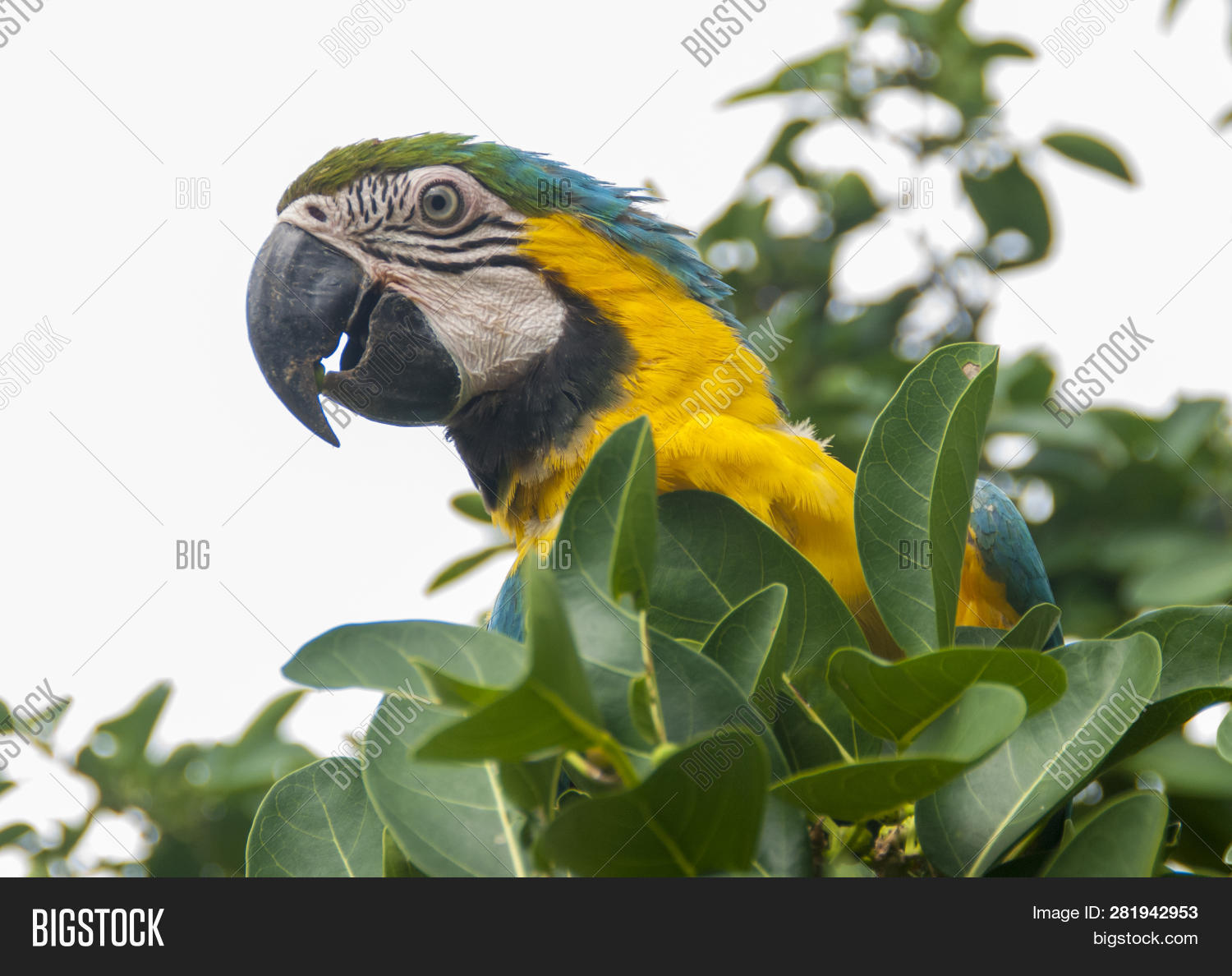 Colorful Parrot Wild Image & Photo (Free Trial) | Bigstock