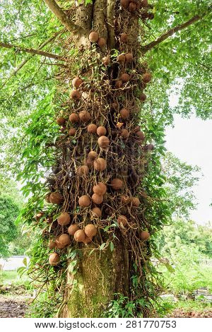 Shala Tree Sal Tree ( Image & Photo (Free Trial) | Bigstock