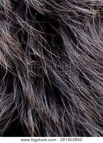 Texture Gray Wolf Hair Image & Photo (Free Trial) | Bigstock