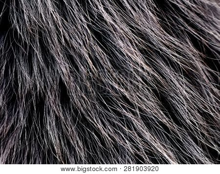 Texture Gray Wolf Hair Image & Photo (Free Trial) | Bigstock