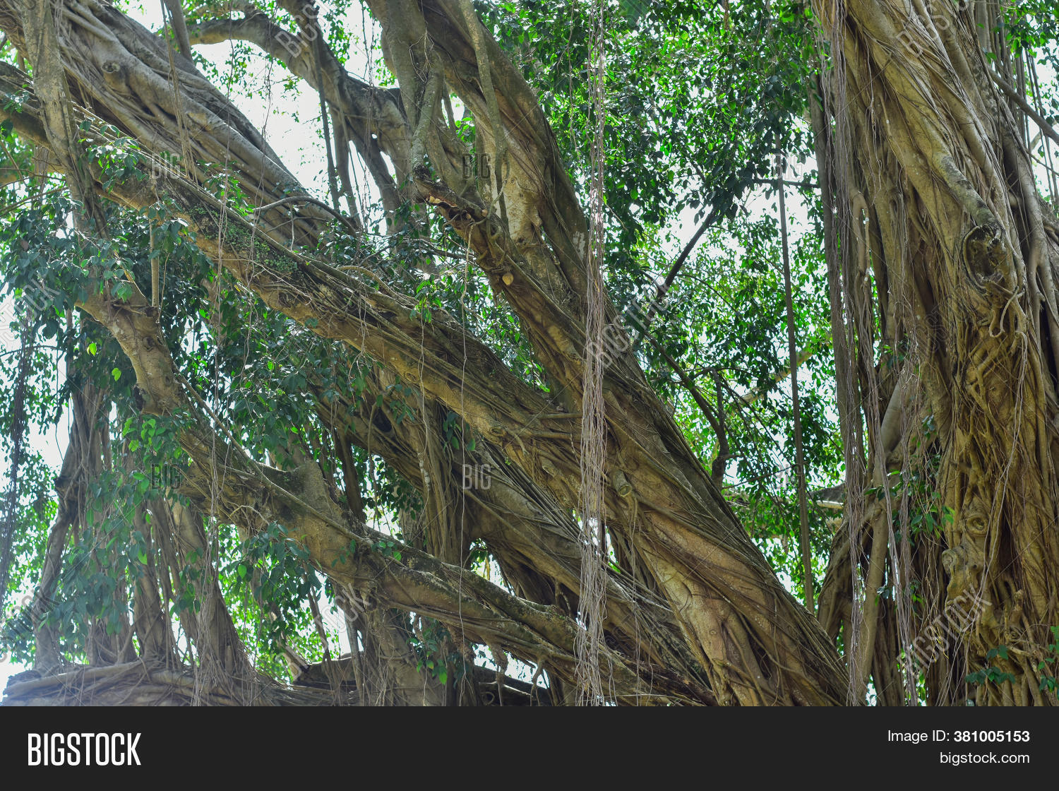 Big Tree Root Jungle Image & Photo (Free Trial) | Bigstock
