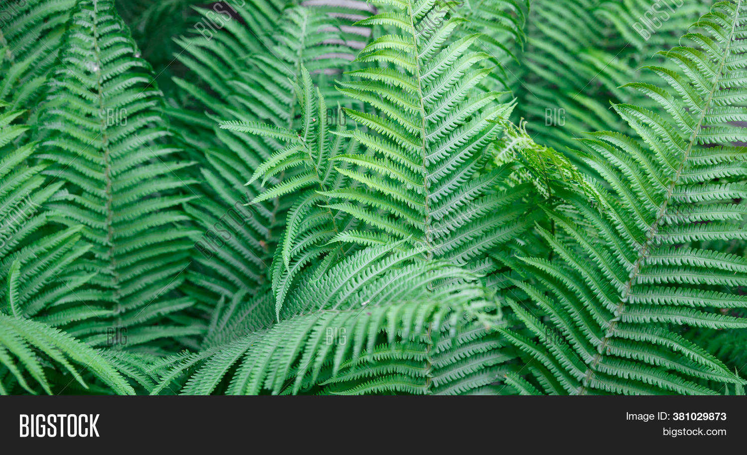 Fern Leaves. Solid Image & Photo (Free Trial) | Bigstock