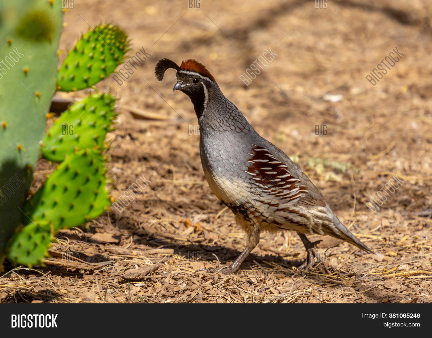 Beautiful Male Gambel' Image & Photo (Free Trial) | Bigstock