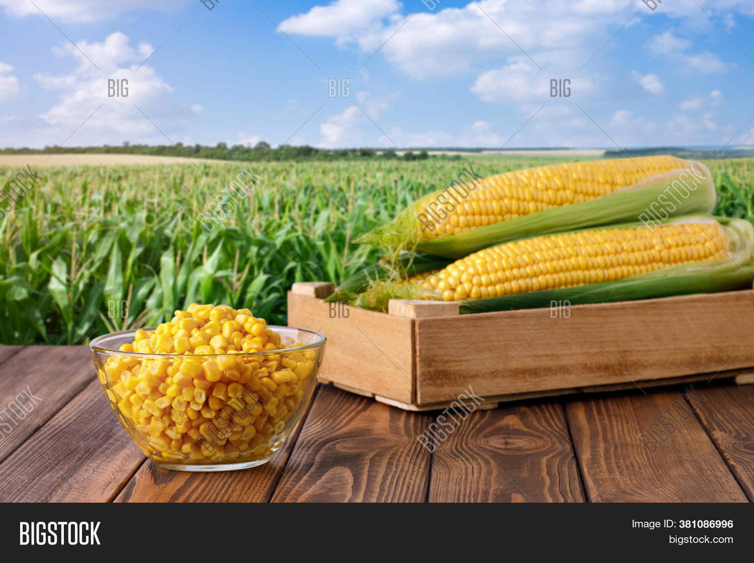 Fresh Corn Cobs Box Image & Photo (Free Trial) | Bigstock