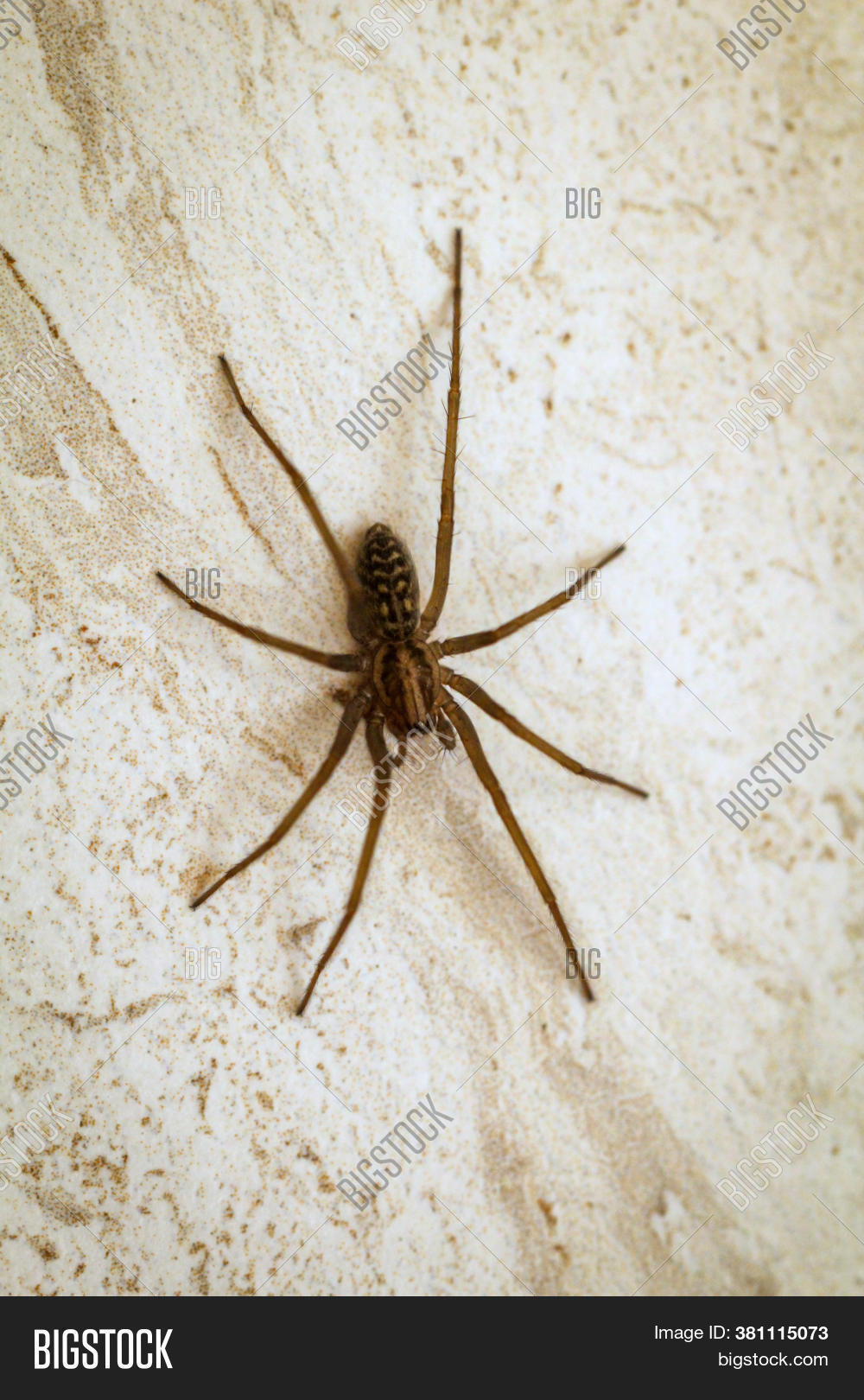 Close Angle Spider, Image & Photo (Free Trial) | Bigstock