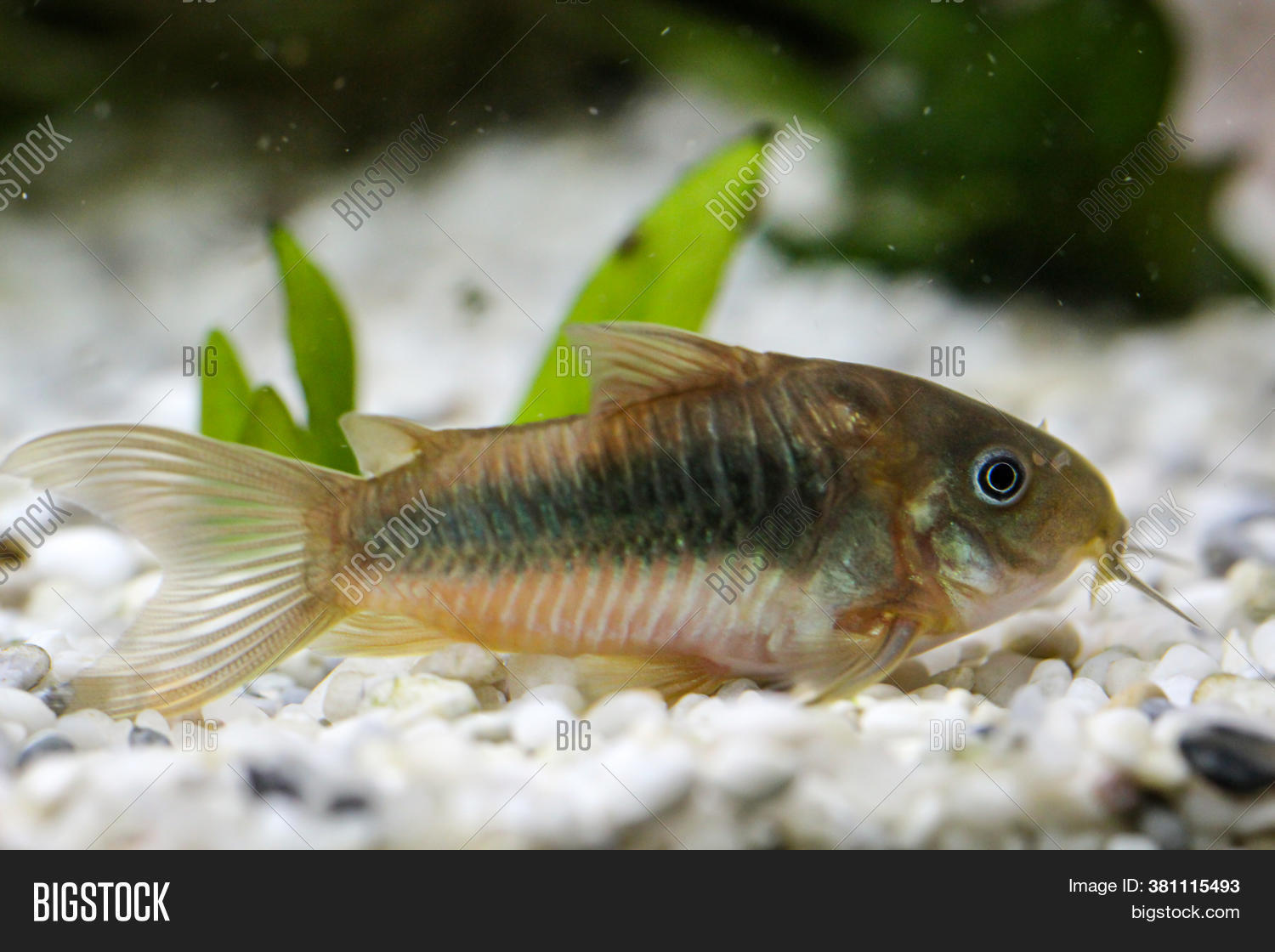 Close Metal Armored Image & Photo (Free Trial) | Bigstock