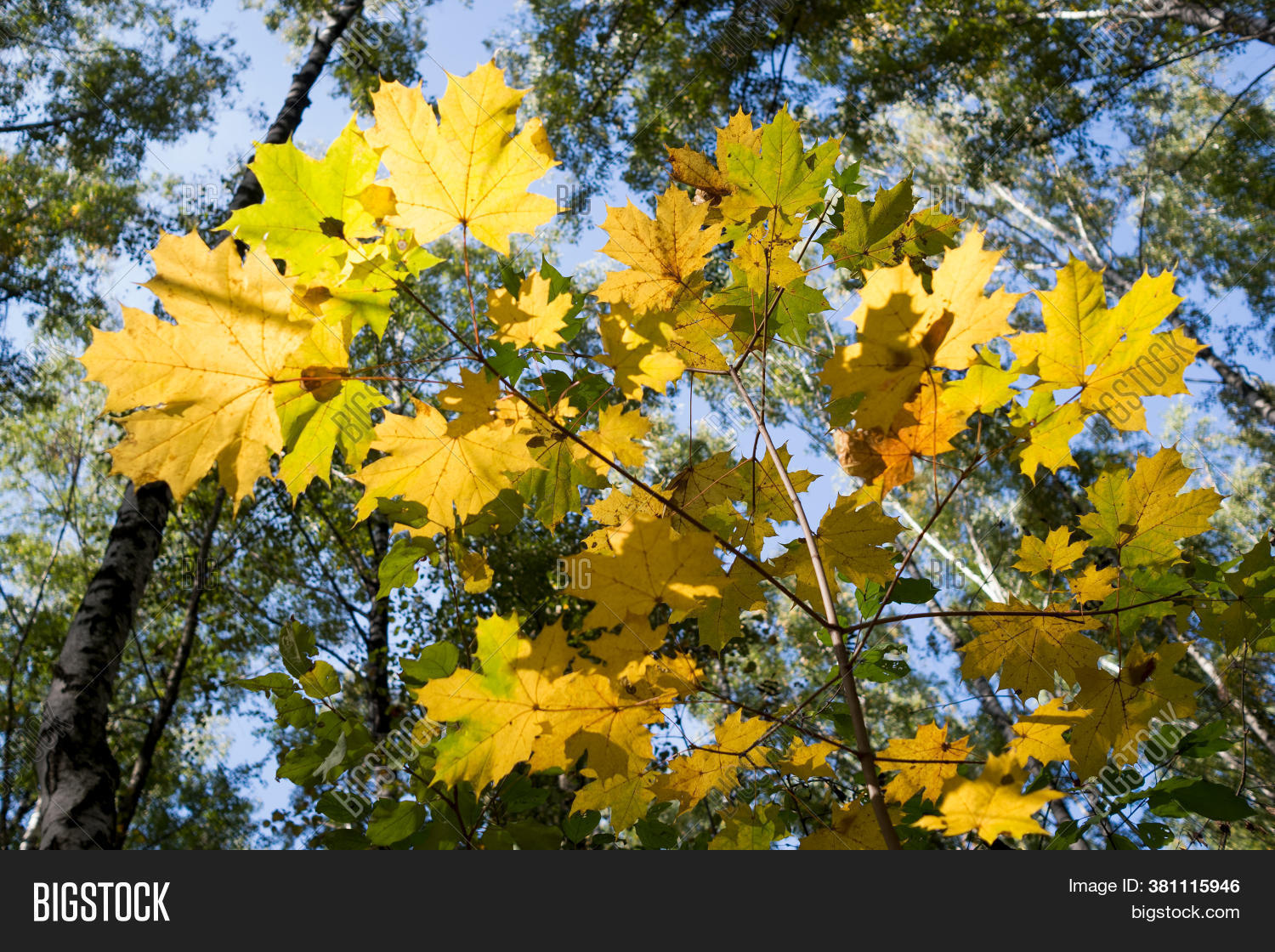 Yellow Autumn Maple Image & Photo (Free Trial) | Bigstock