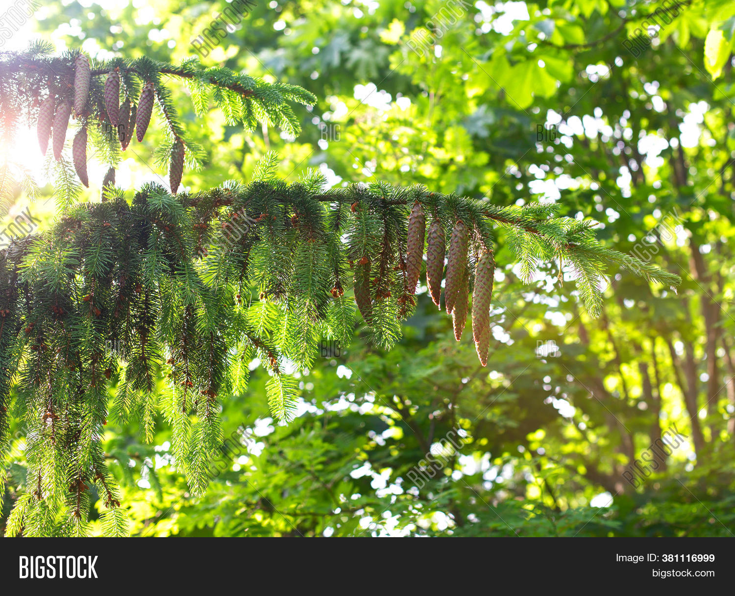 Beautiful Spruce Image & Photo (Free Trial) | Bigstock
