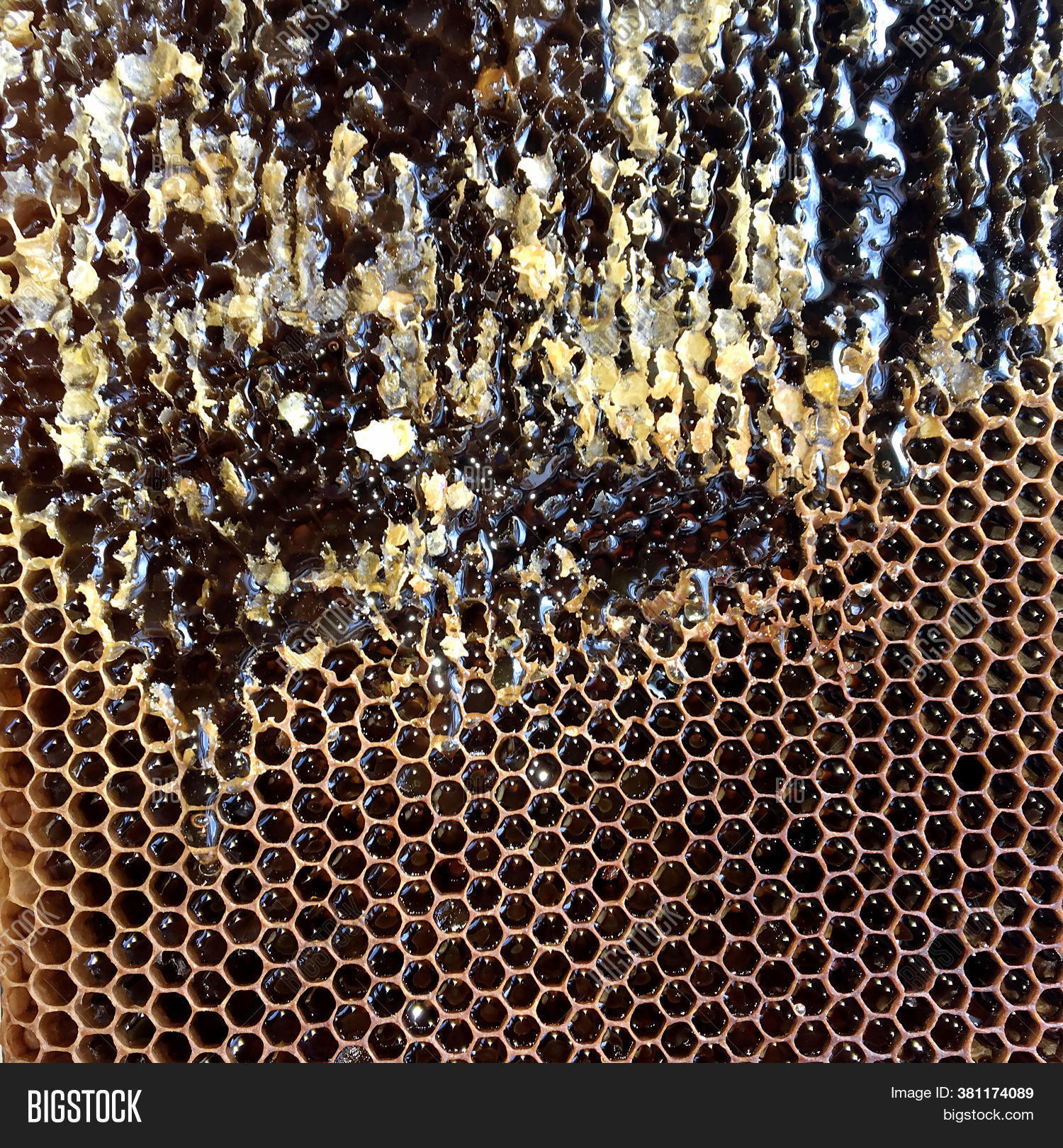 Drop Bee Honey Drip Image & Photo (Free Trial) | Bigstock