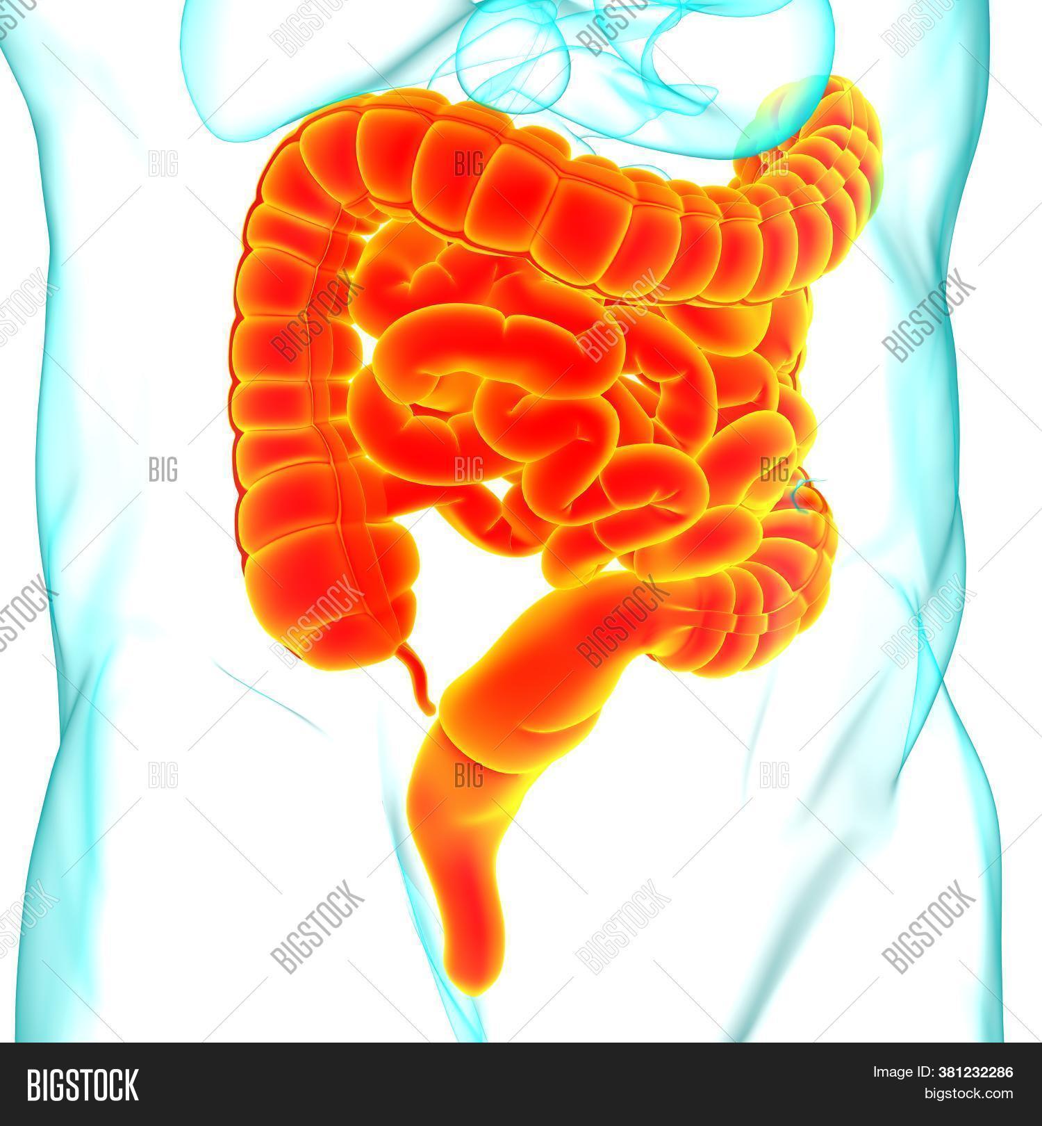 Small Large Intestine Image & Photo (Free Trial) | Bigstock