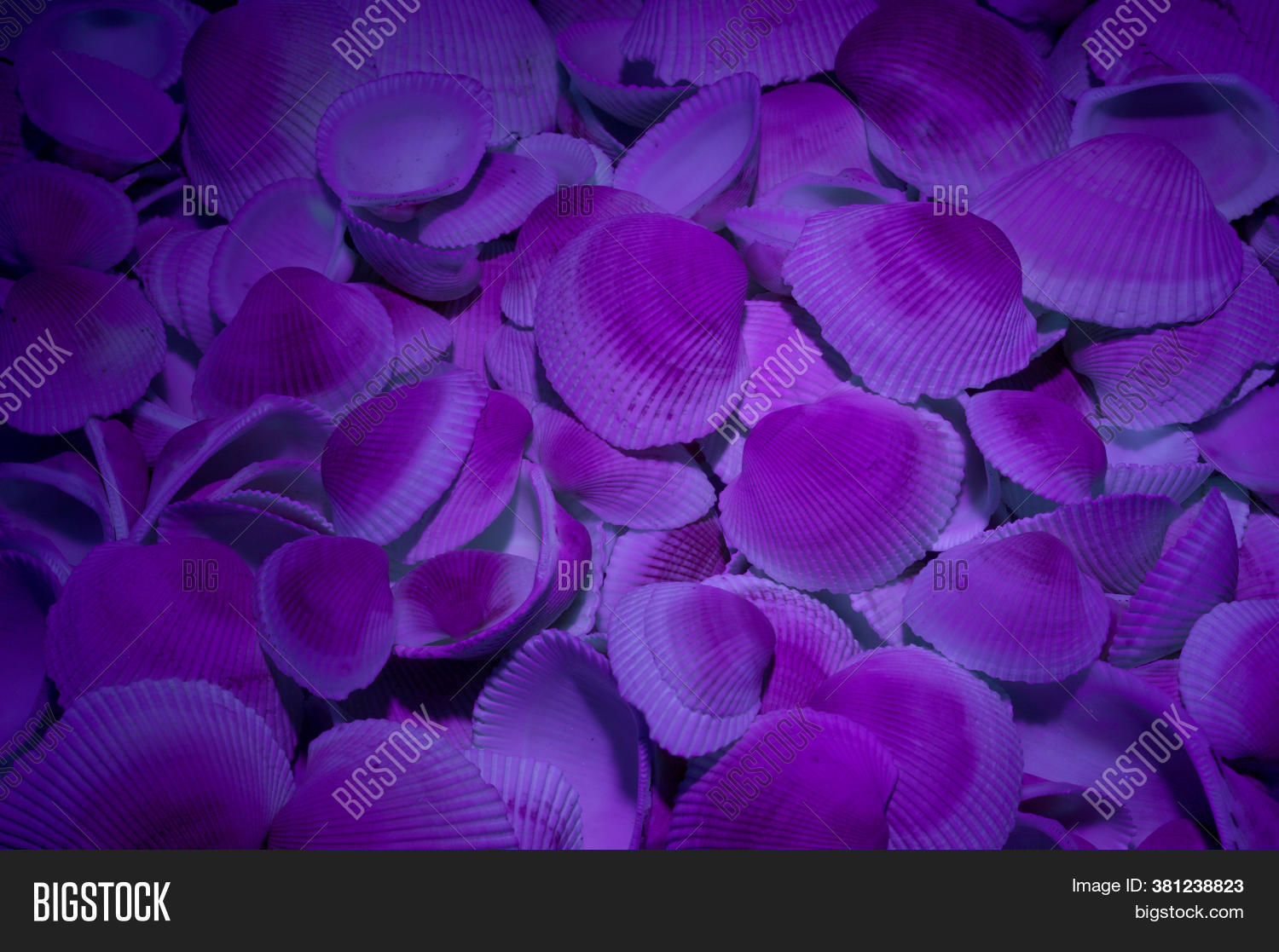 Group Sea Shells Shown Image & Photo (Free Trial) | Bigstock