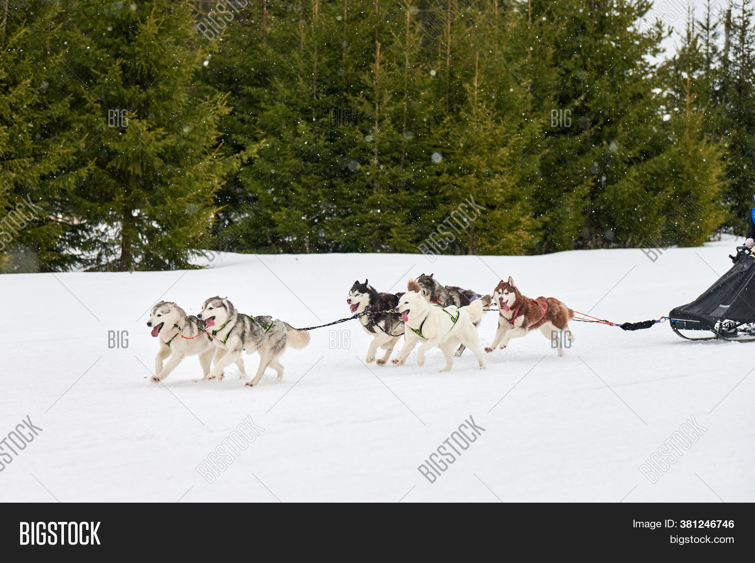 Husky Sled Dog Racing Image & Photo (Free Trial) | Bigstock