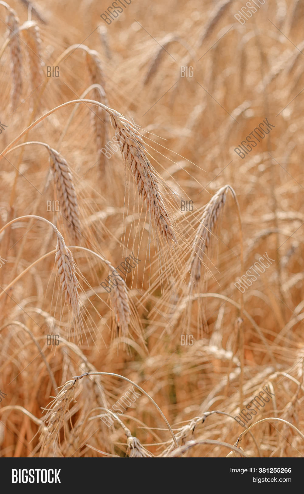 Wheat Field Background Image & Photo (Free Trial) | Bigstock