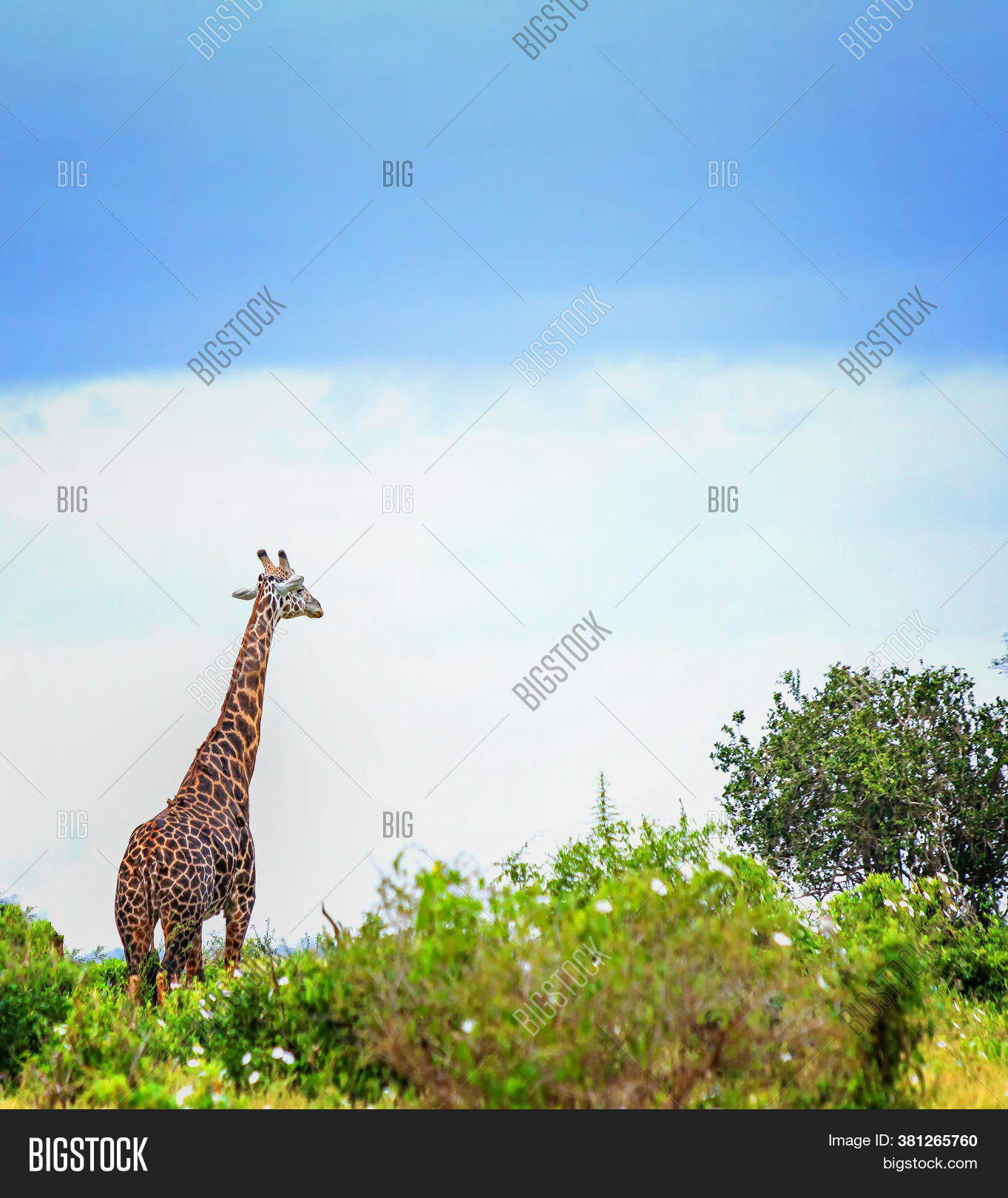 Giraffe Standing Tall Image & Photo (Free Trial) | Bigstock