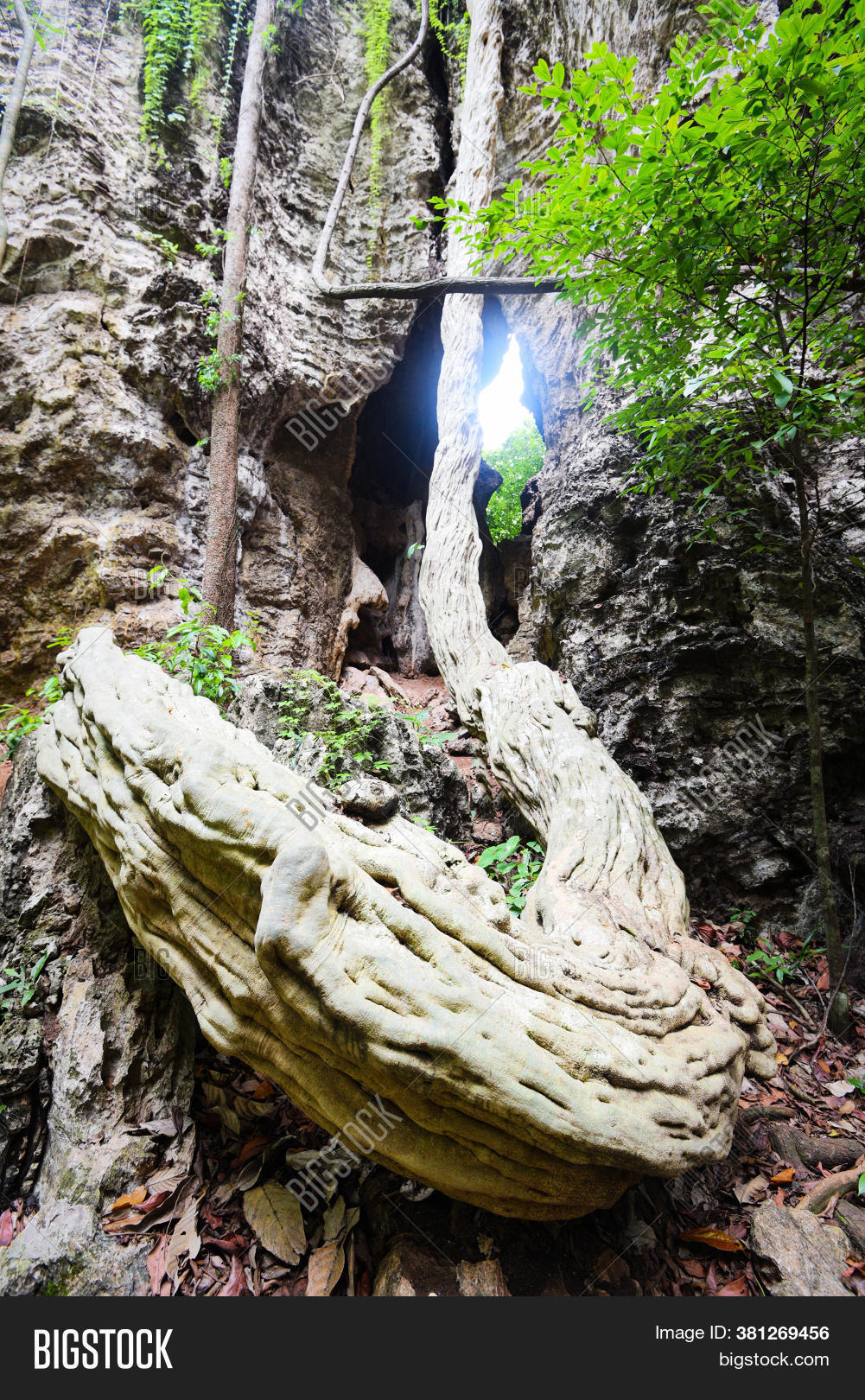 Beautiful Vine Forest Image & Photo (Free Trial) | Bigstock