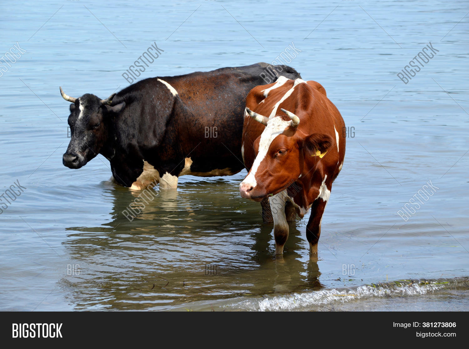 Two Cows Standing Sea Image & Photo (Free Trial) | Bigstock