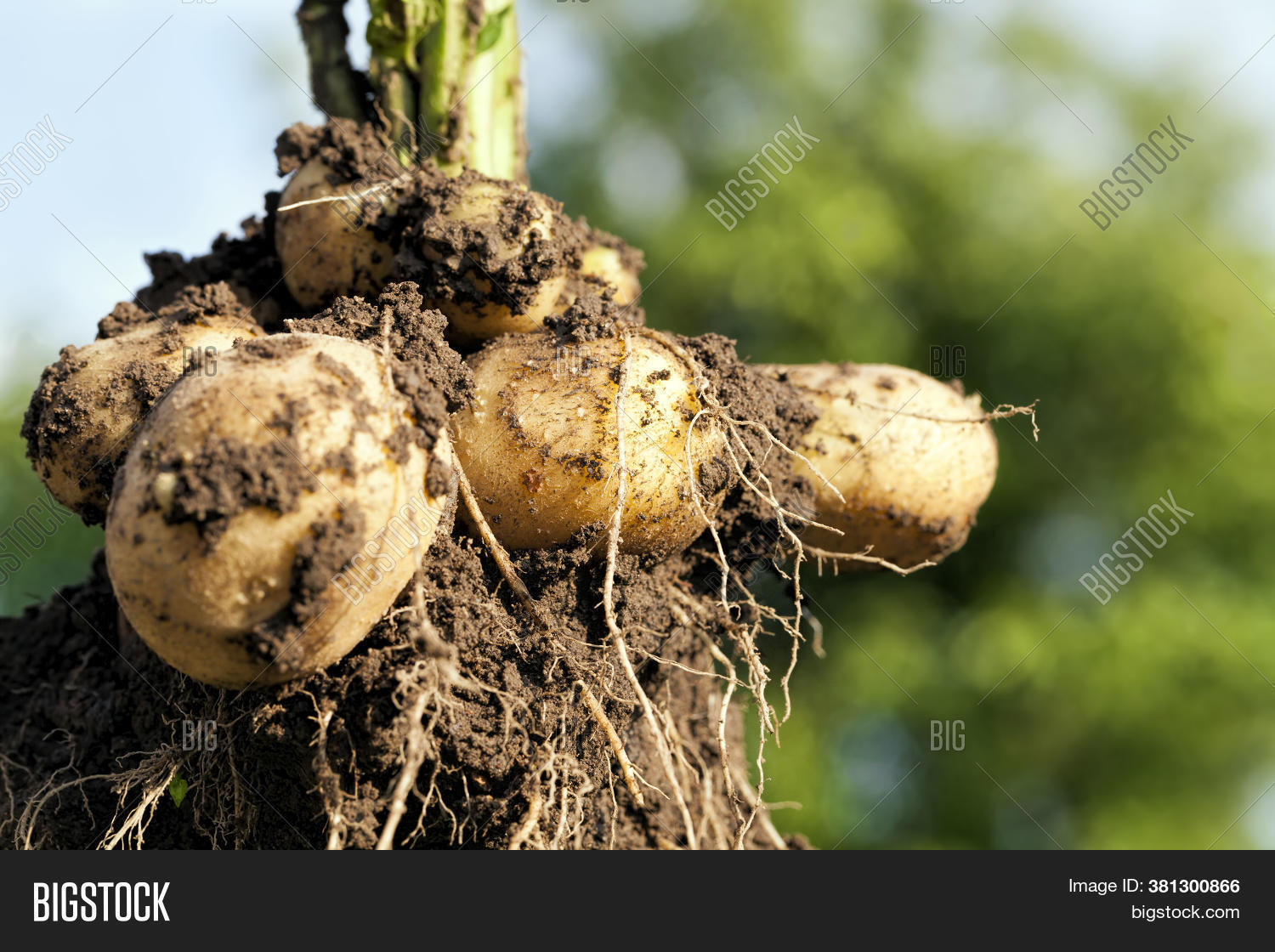 Fresh Yellow Potatoes Image & Photo (Free Trial) | Bigstock