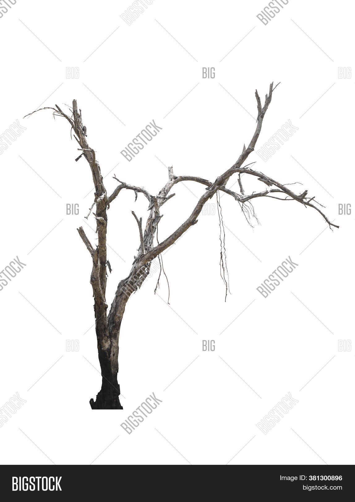 Dead Tree Isolated On Image & Photo (Free Trial) | Bigstock