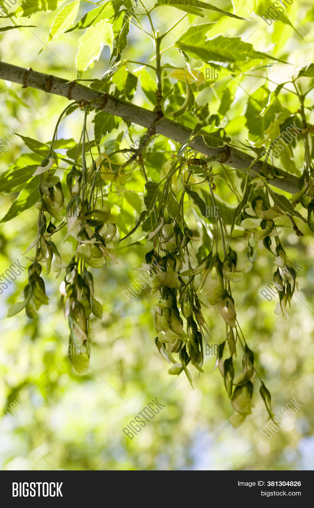 Beautiful Maple Tree Image & Photo (Free Trial) | Bigstock