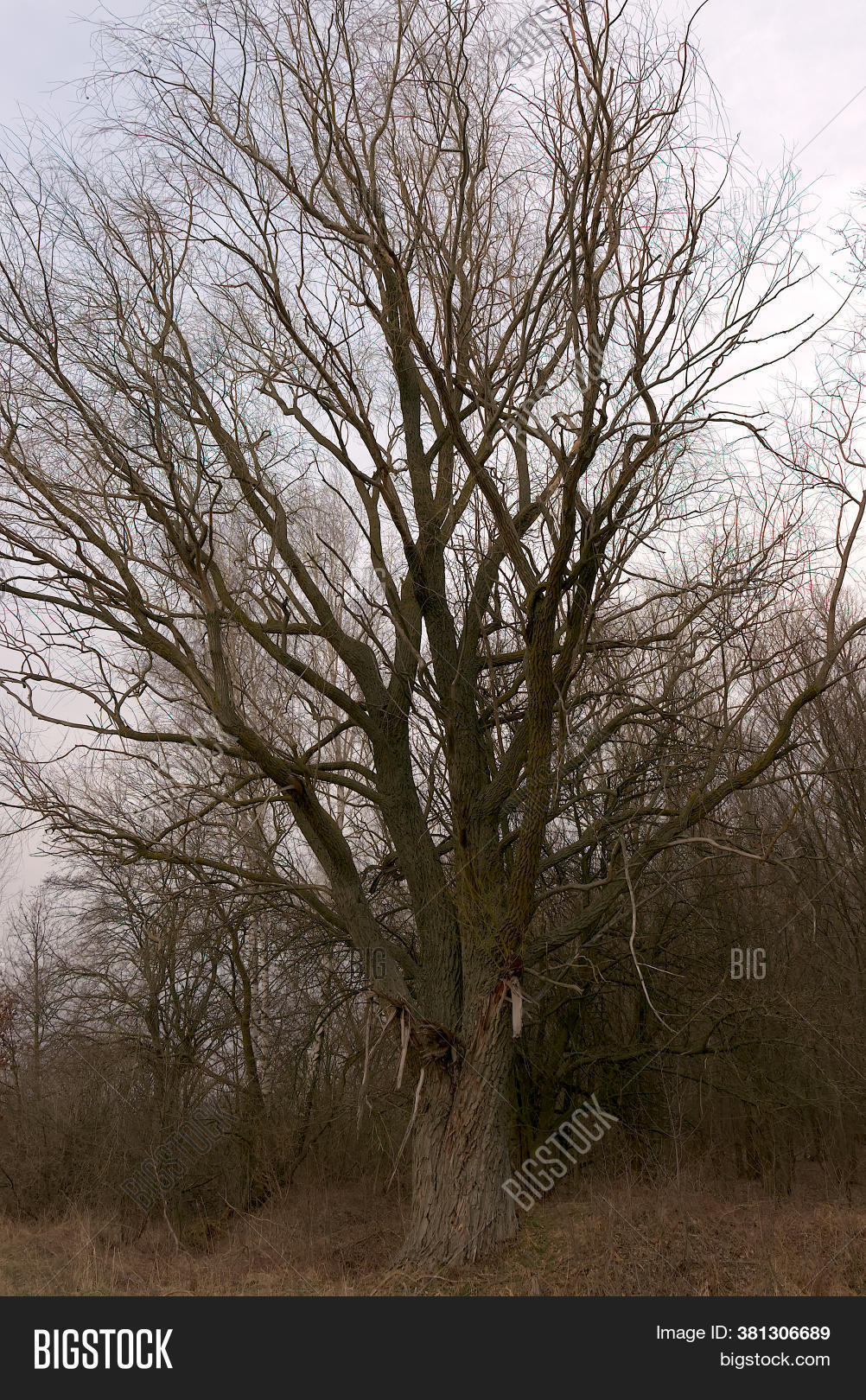 Beautiful Leafless Image & Photo (Free Trial) | Bigstock