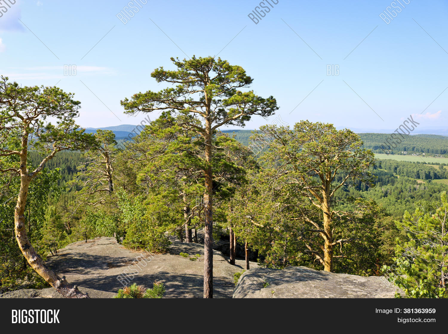 View Plain Pine Image & Photo (Free Trial) | Bigstock