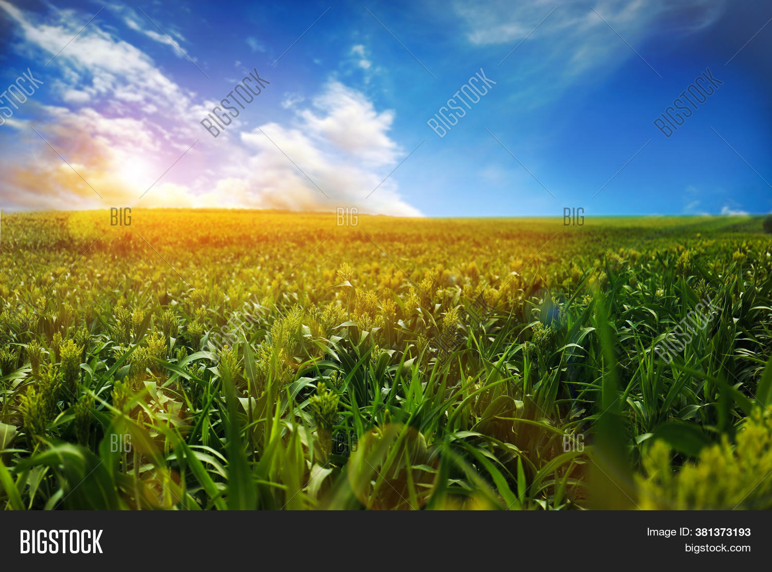 Sunlit Corn Field Image & Photo (Free Trial) | Bigstock
