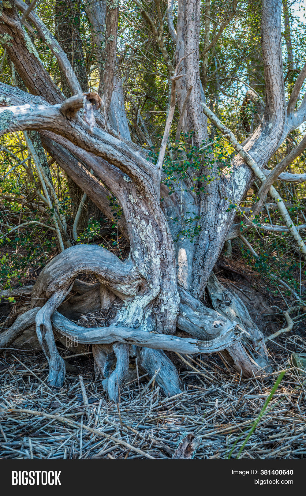 Dead Weathered Tree Image & Photo (Free Trial) | Bigstock