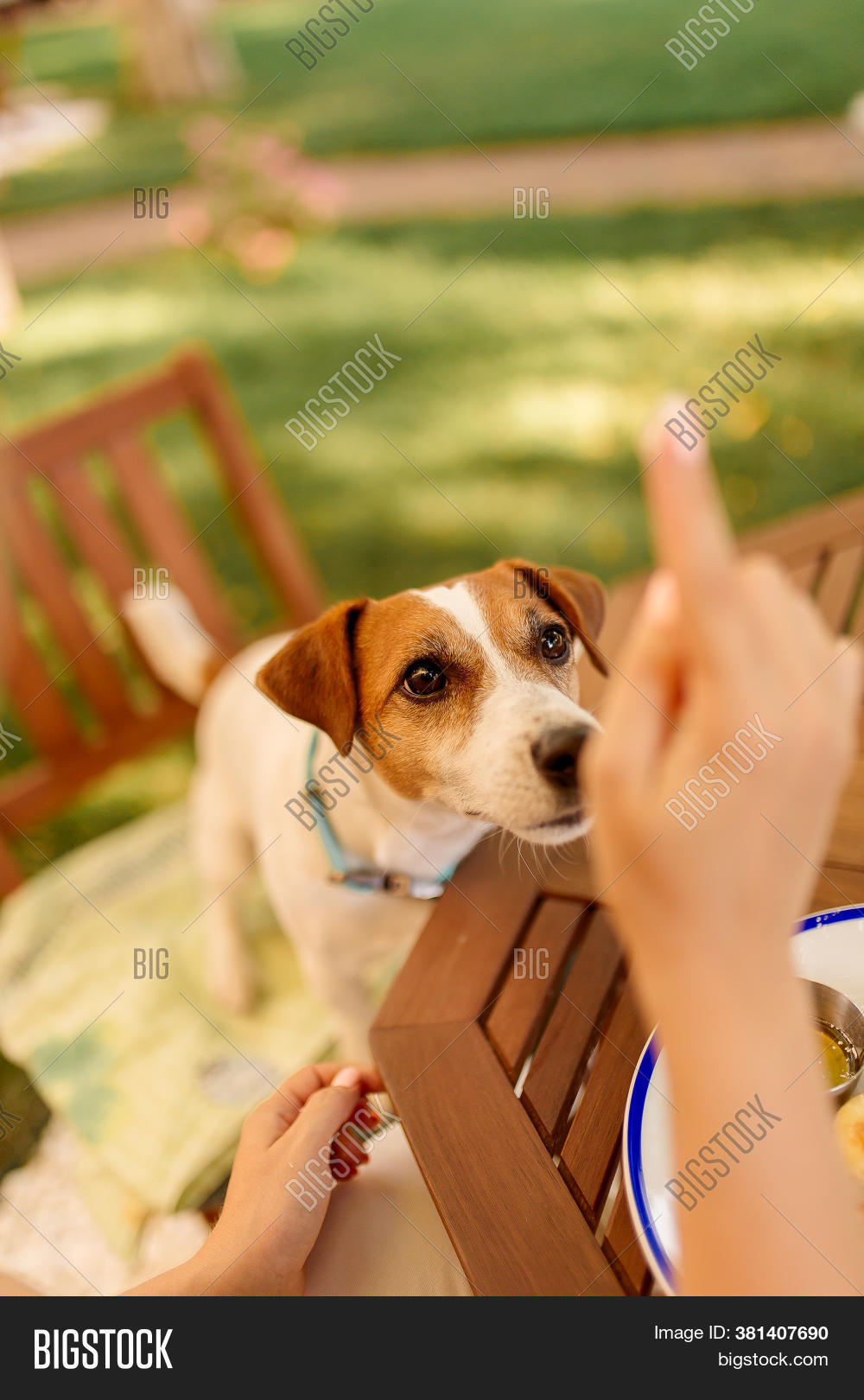 Dog Sits On Chair Image & Photo (Free Trial) | Bigstock