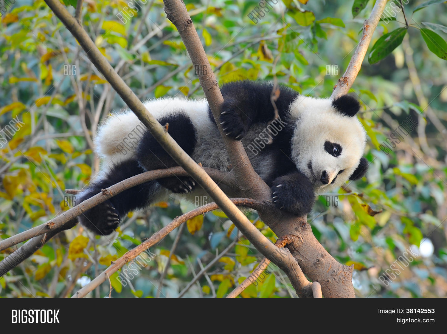 afbeelding en foto (gratis proefversie) | Bigstock