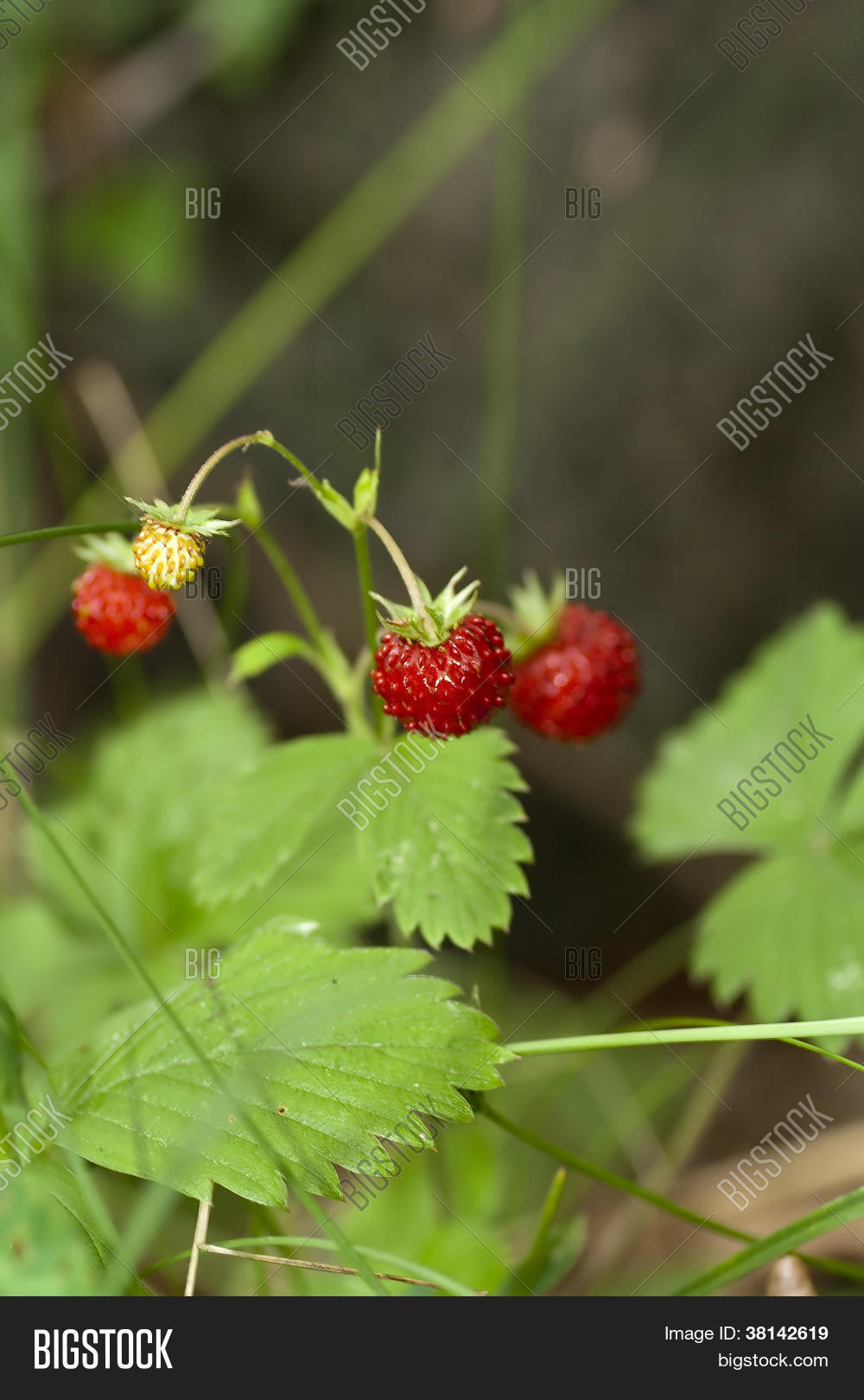 Wild Strawberries Image & Photo (Free Trial) | Bigstock