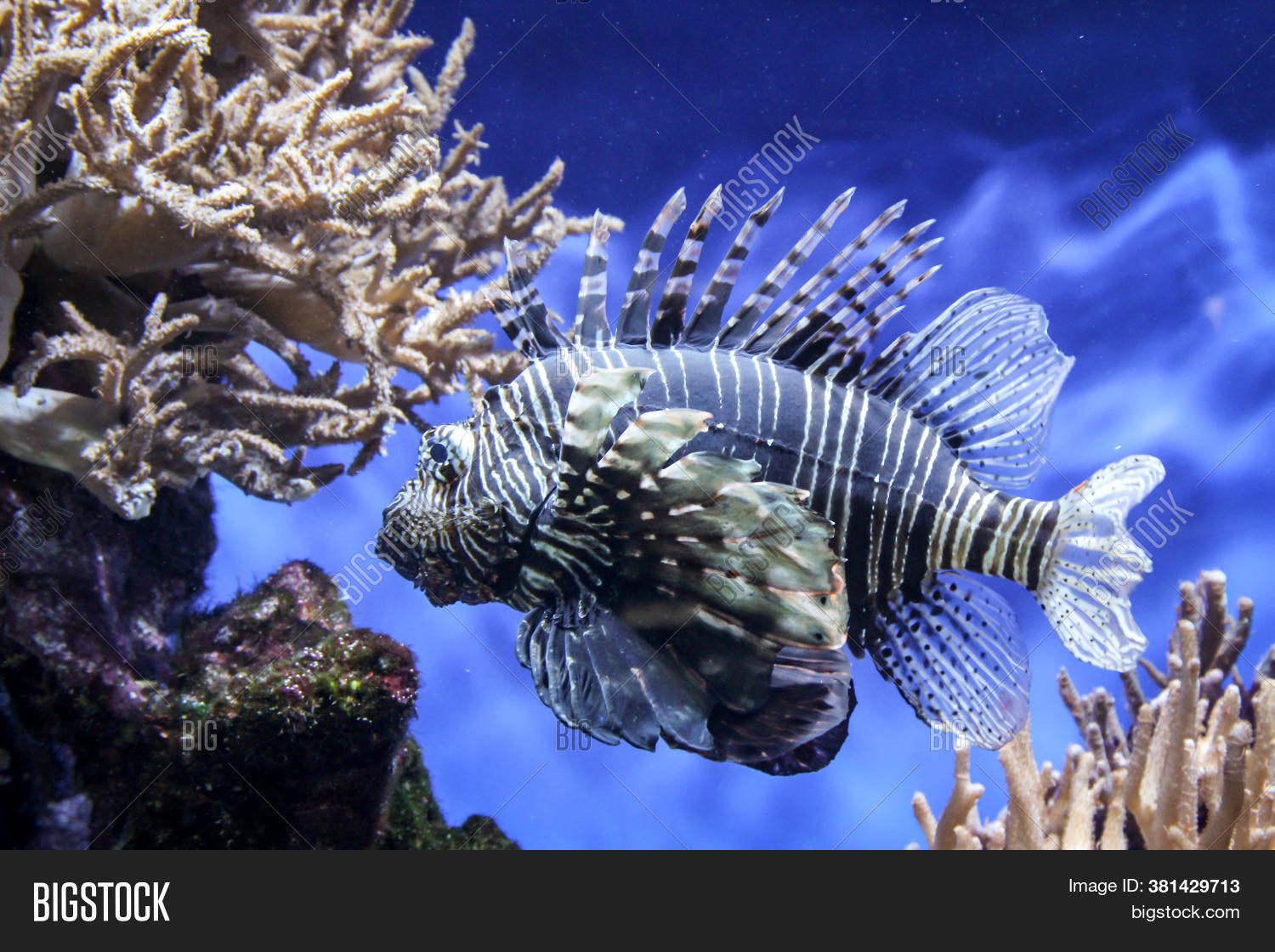 Close Tropical Fish Image & Photo (Free Trial) | Bigstock