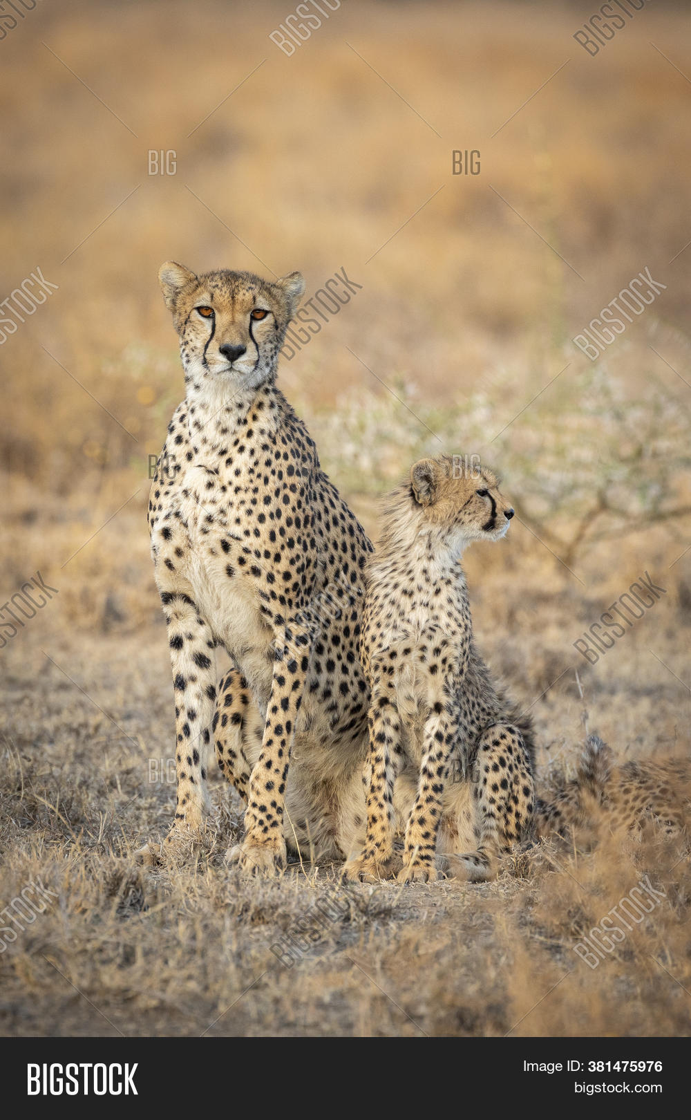 Adult Female Cheetah Image & Photo (Free Trial) | Bigstock