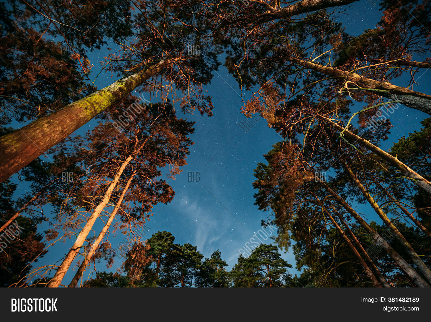 Crown Pine Trees Woods Image & Photo (Free Trial) | Bigstock