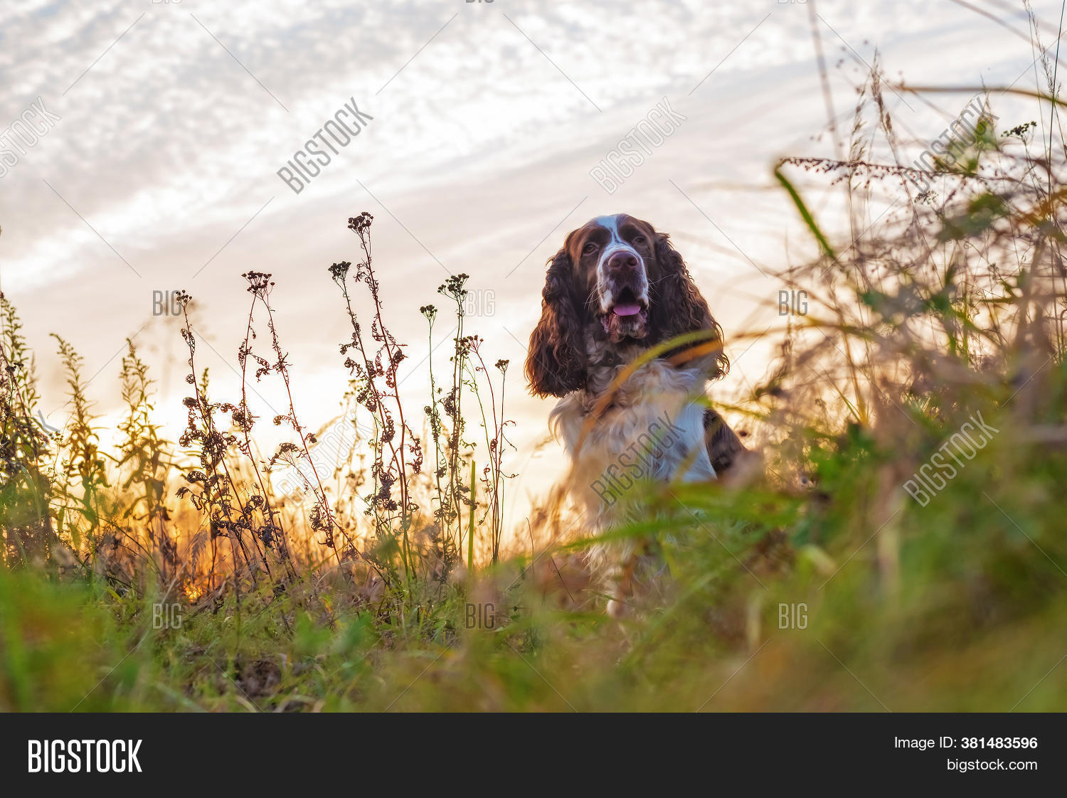Gun Dog Sits Wild Image & Photo (Free Trial) | Bigstock
