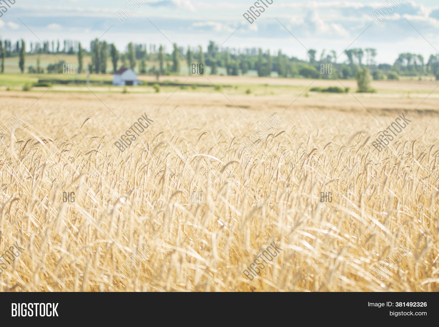 Wheat Field Landscape Image & Photo (Free Trial) | Bigstock