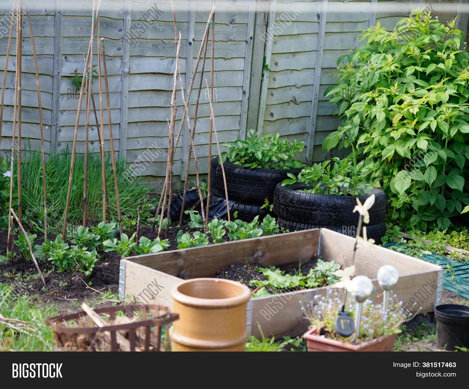 Small Vegetable Patch Image & Photo (Free Trial) | Bigstock