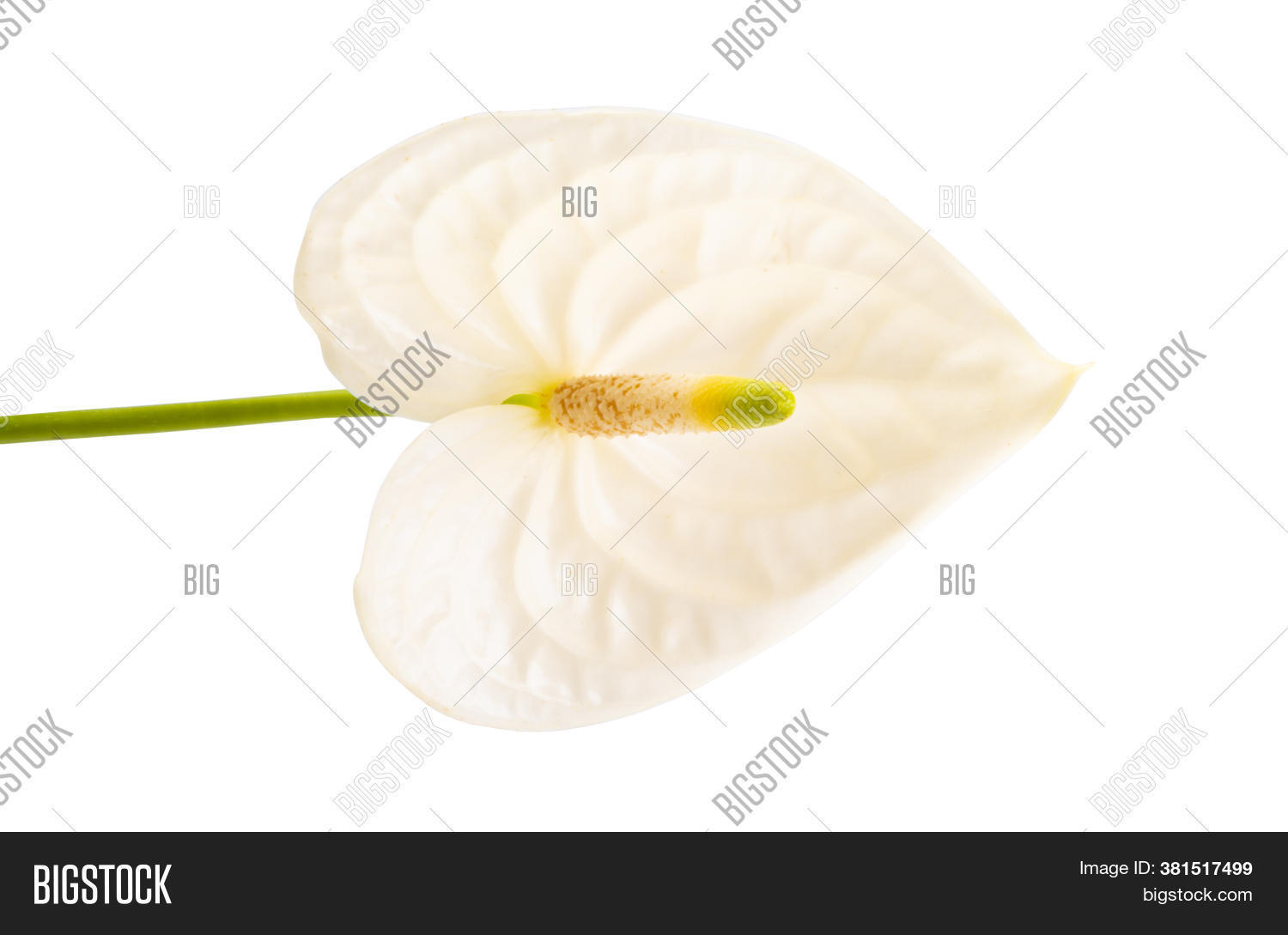 Beautiful Anthurium Image & Photo (Free Trial) | Bigstock